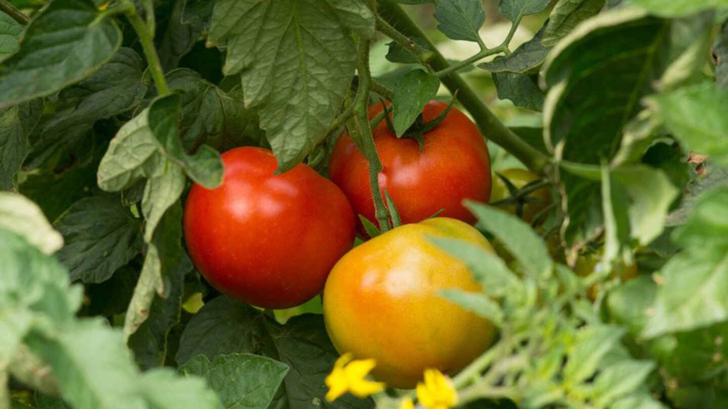 Master Gardener: Enjoying your tomatoes after the growing season ...