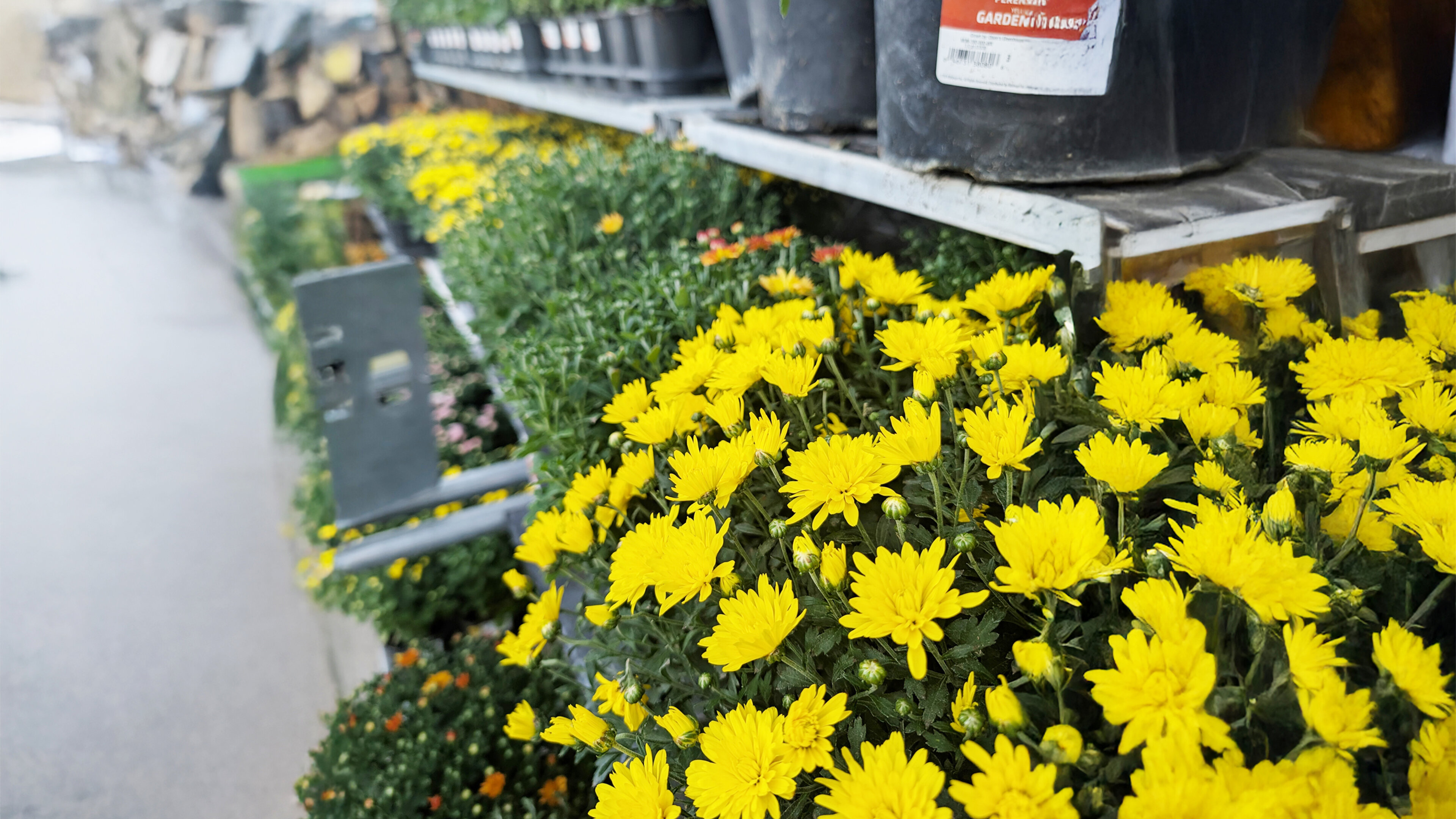 Master Gardener: For Fall color consider the Mum | Panhandle Research ...